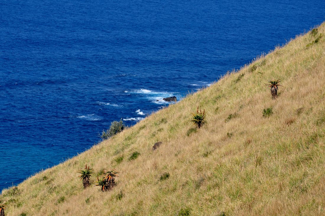 SOUTH AFRICA : SILAKA NATURE RESERVE – BUTINAGE