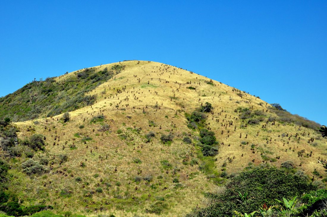 SOUTH AFRICA : SILAKA NATURE RESERVE – BUTINAGE