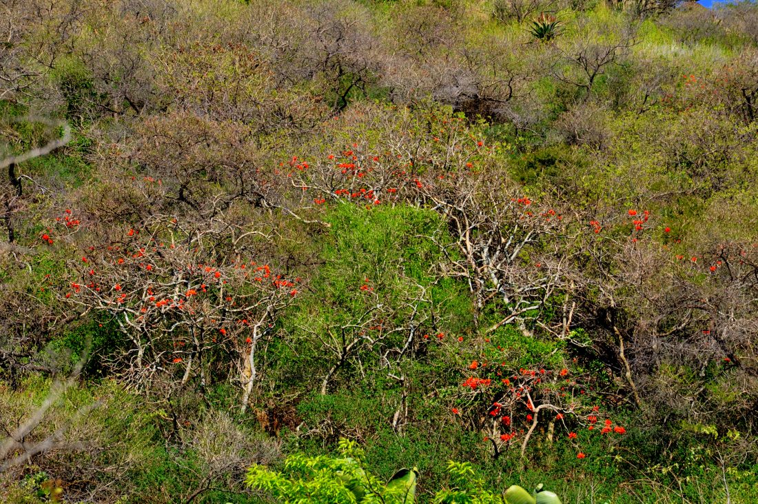 SOUTH AFRICA : SILAKA NATURE RESERVE – BUTINAGE